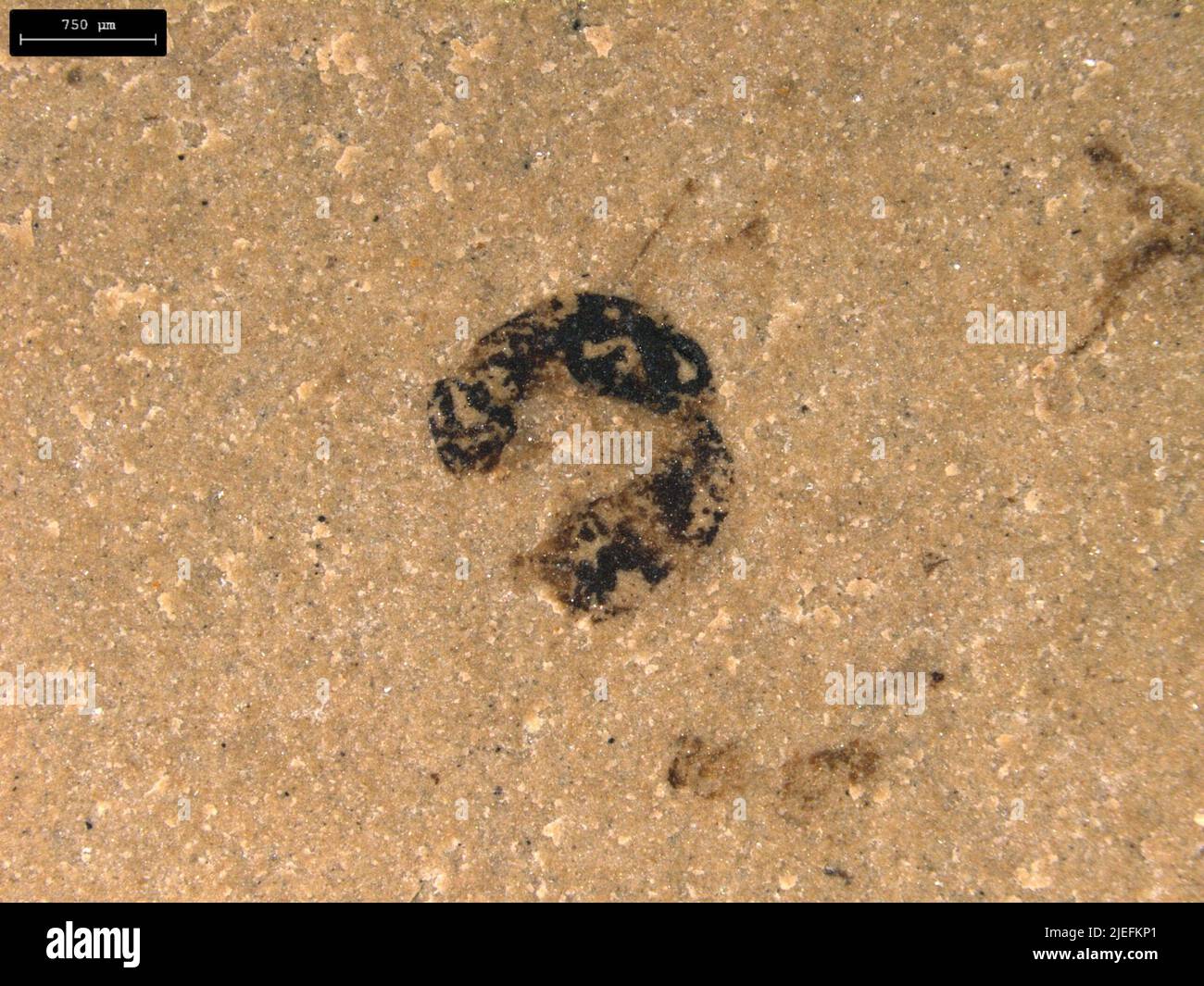 Species scientific designation hi-res stock photography and images - Alamy