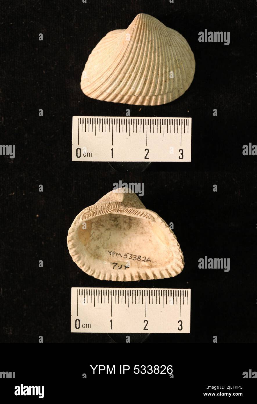 Arca transversa say animalia hi-res stock photography and images - Alamy