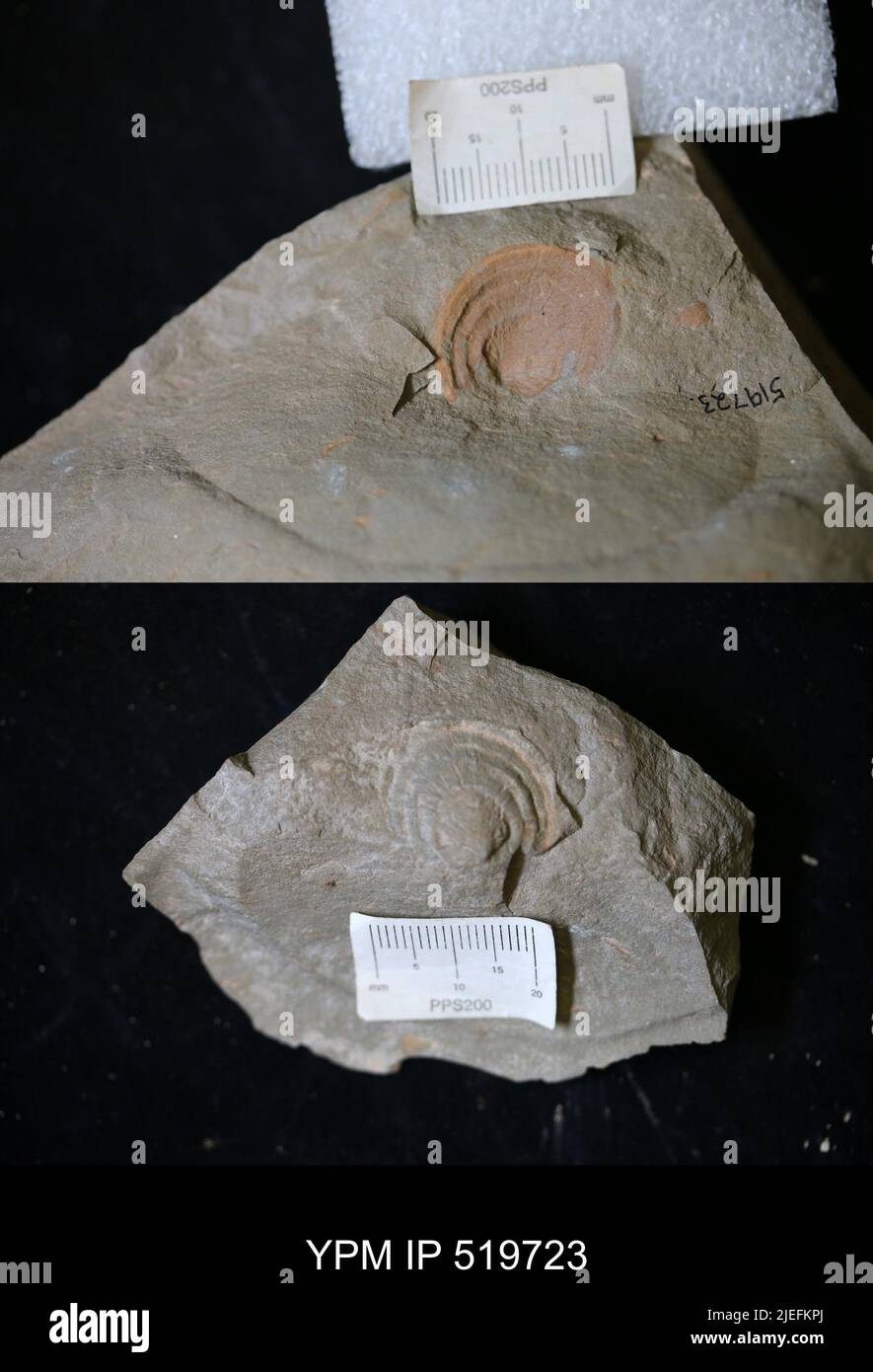 Undet monoplacophora animalia hi-res stock photography and images - Alamy