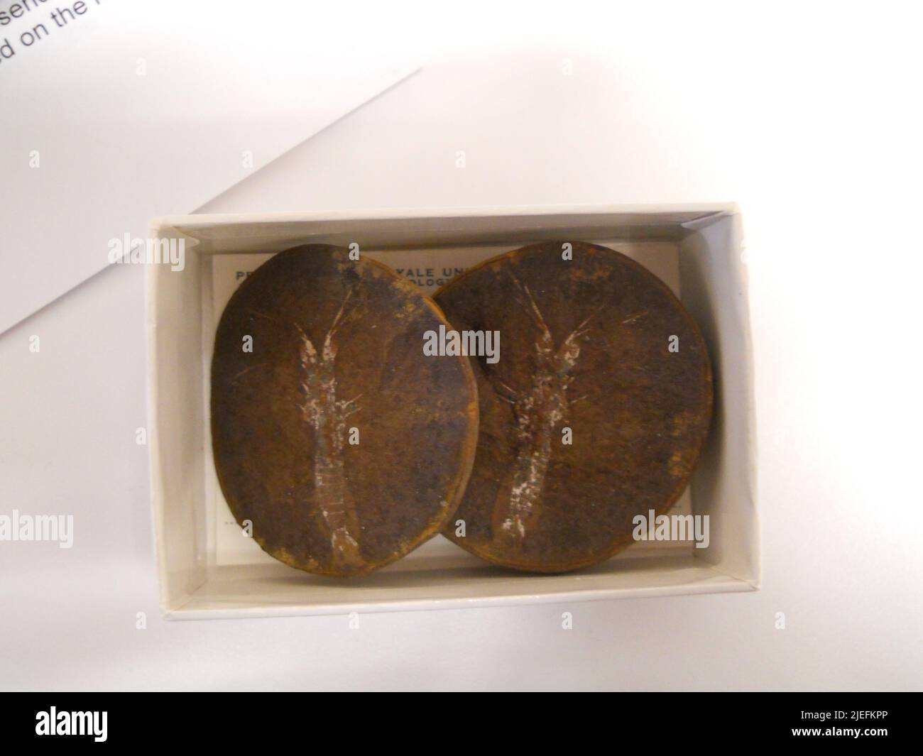 Conservation paleobiology hi-res stock photography and images - Alamy