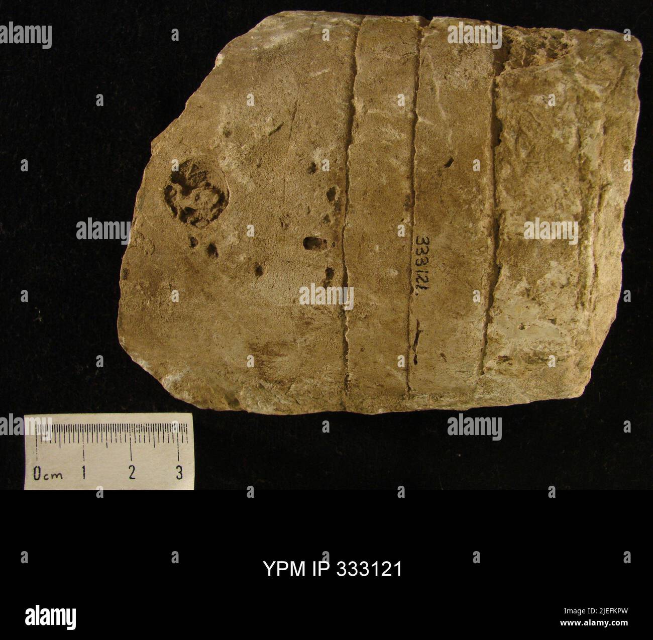 Endoceratoidea hi-res stock photography and images - Alamy