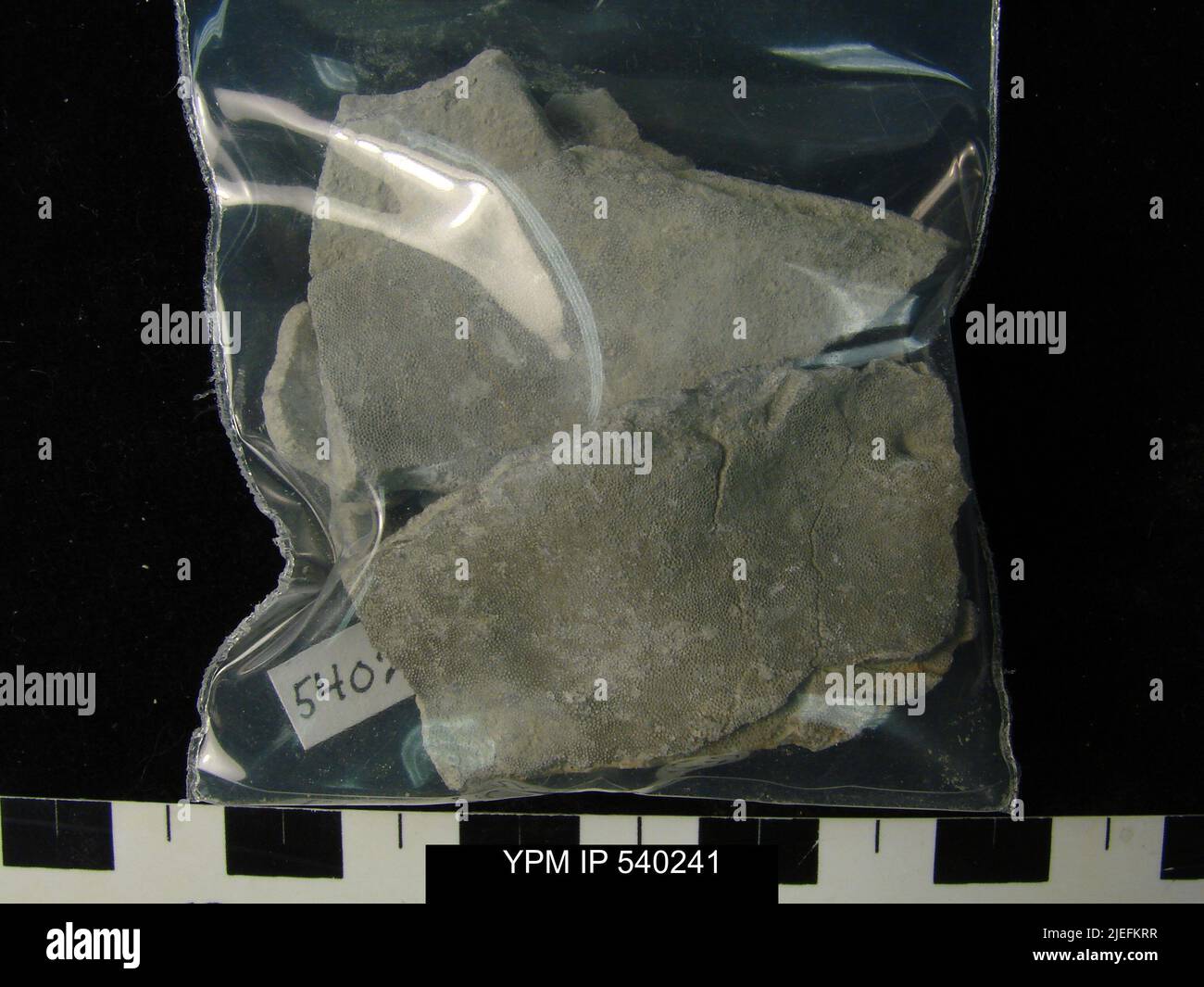 Bryozoan fossil hi-res stock photography and images - Alamy