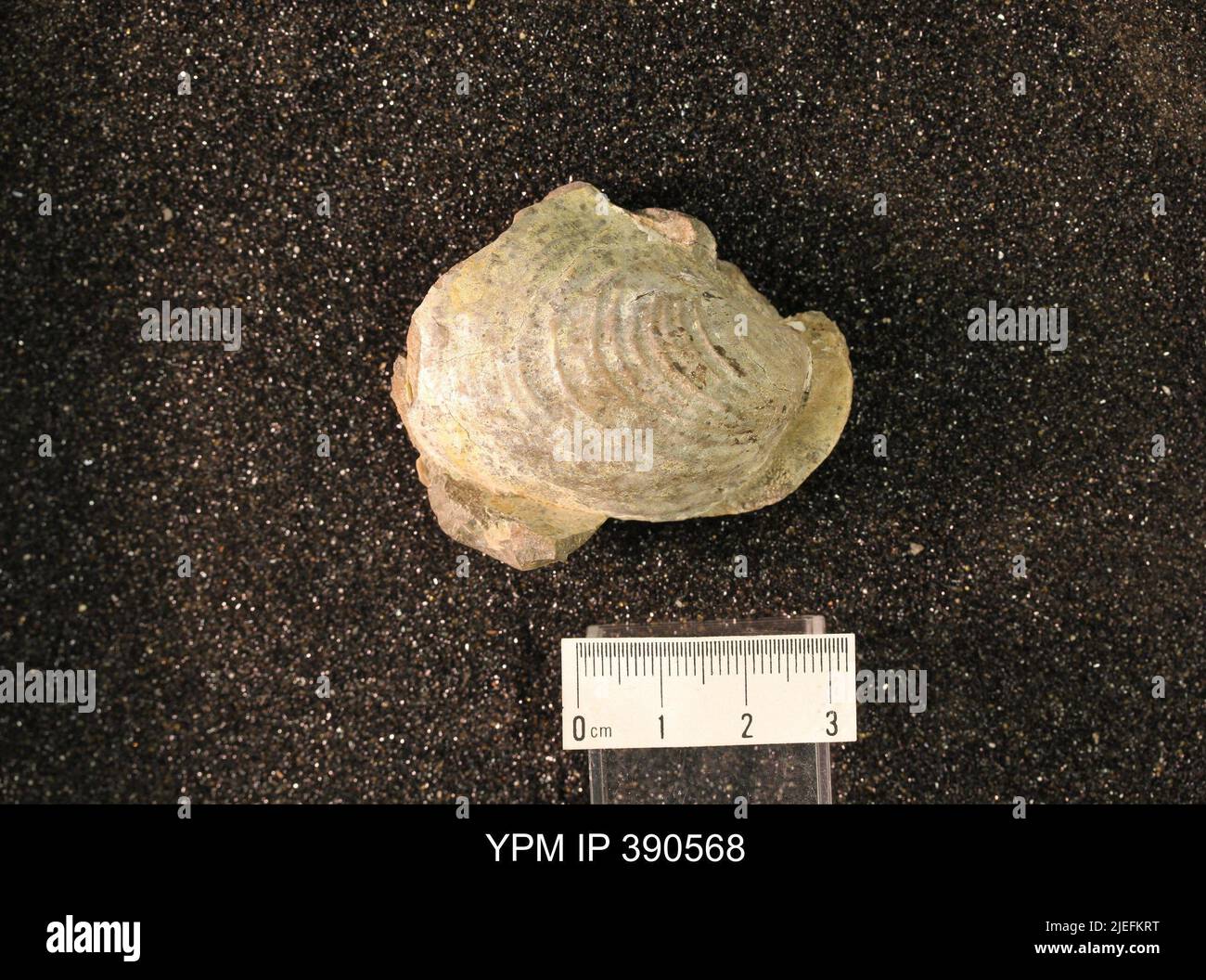 Inoceramus barabini Morton Stock Photo - Alamy