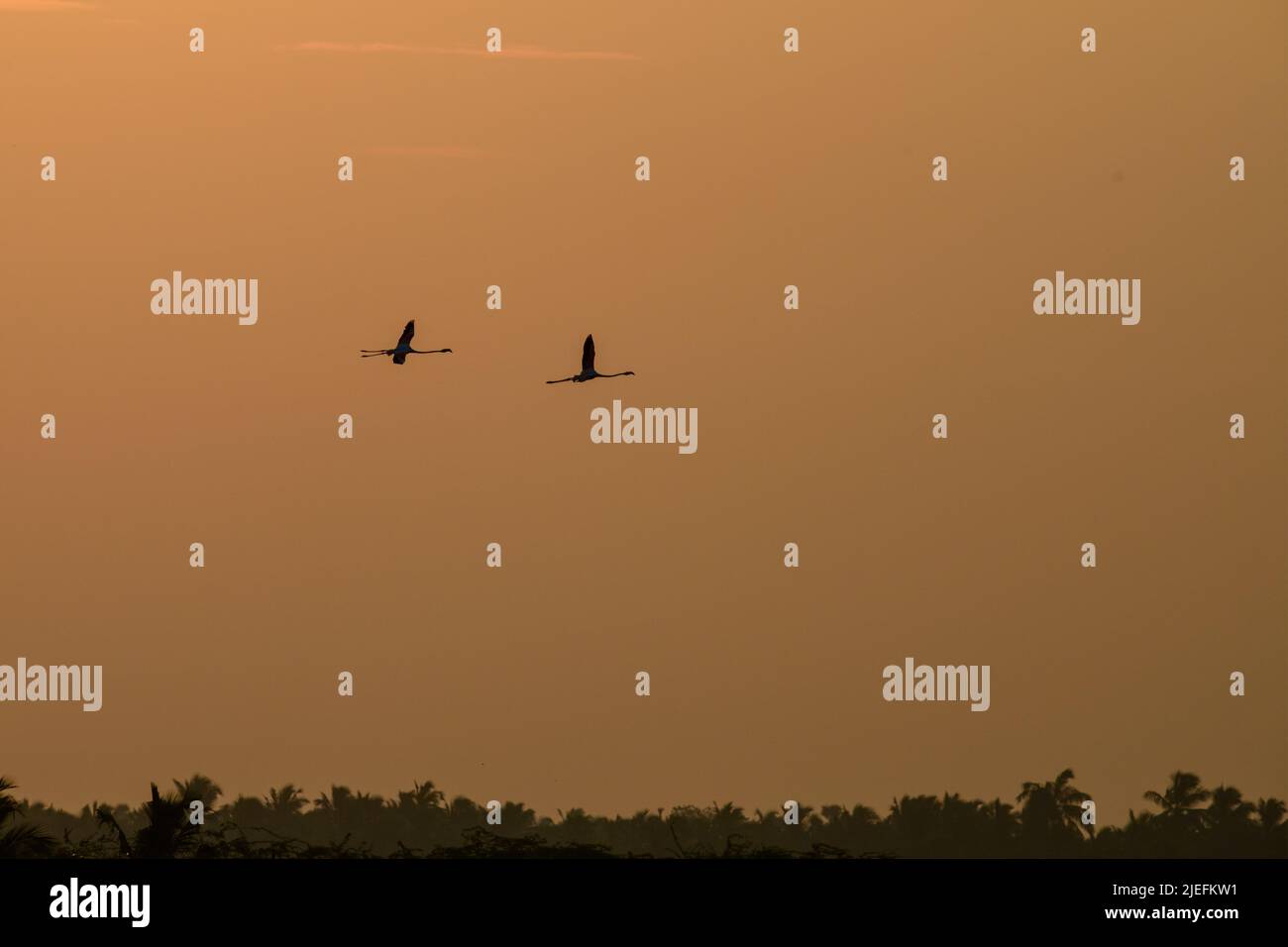 Bright pink and cacophonous, Frivolous foot work, flamboyance of ...