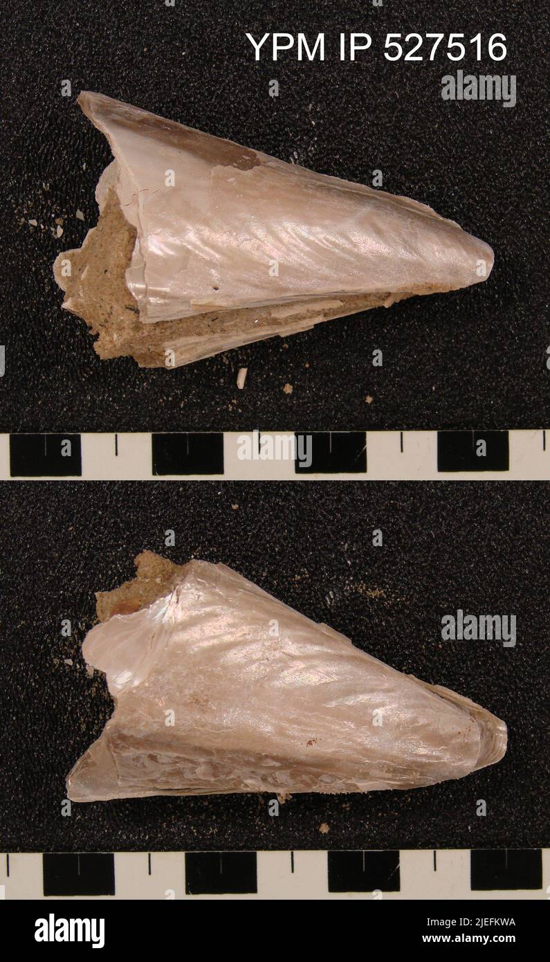 Mytiloid hi-res stock photography and images - Alamy