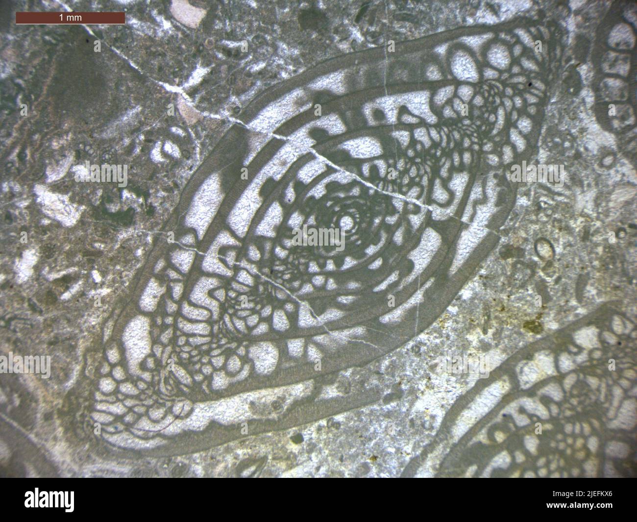 Triticites creekensis thompson protista hi-res stock photography and ...
