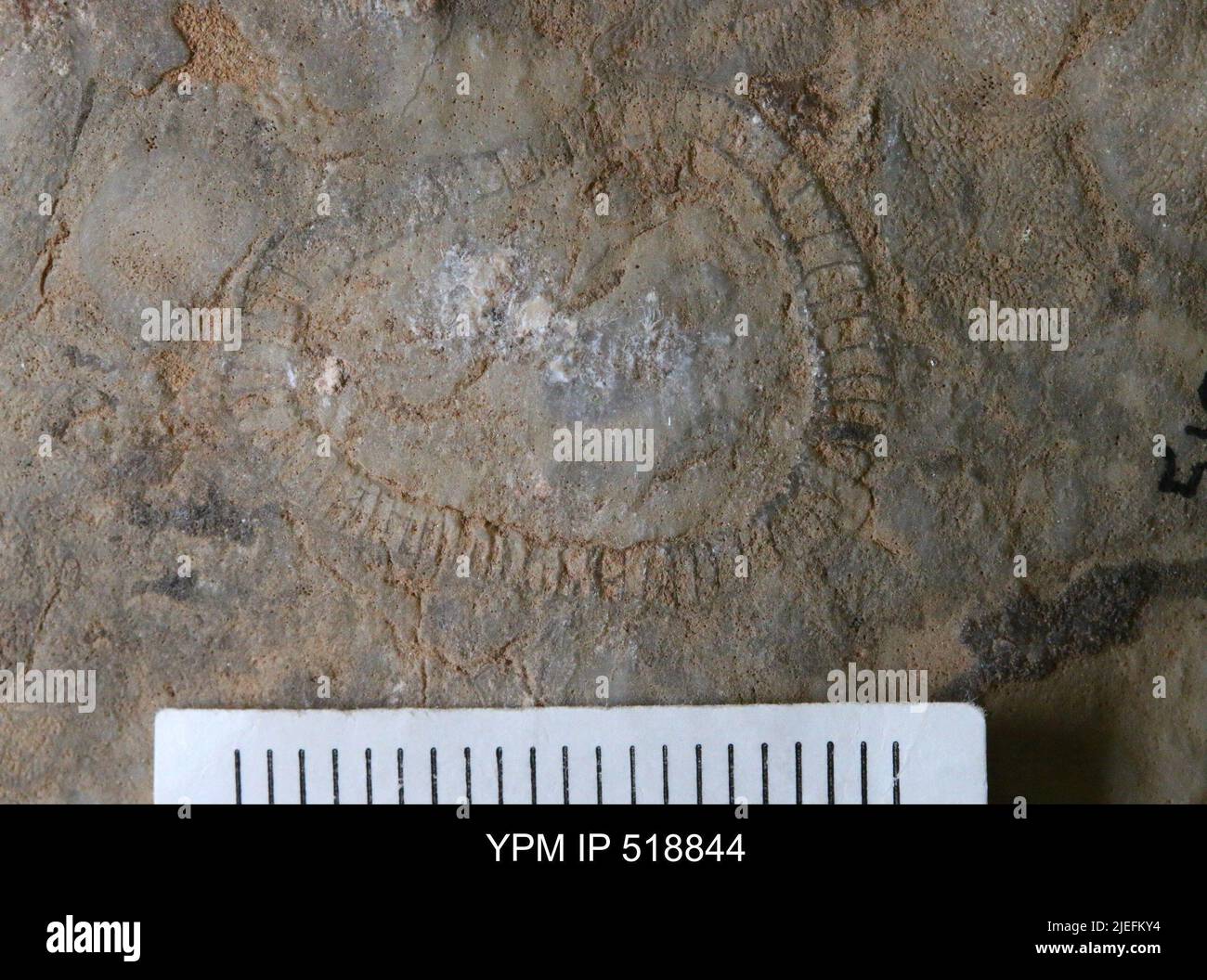 Archaeocyatha hi-res stock photography and images - Alamy