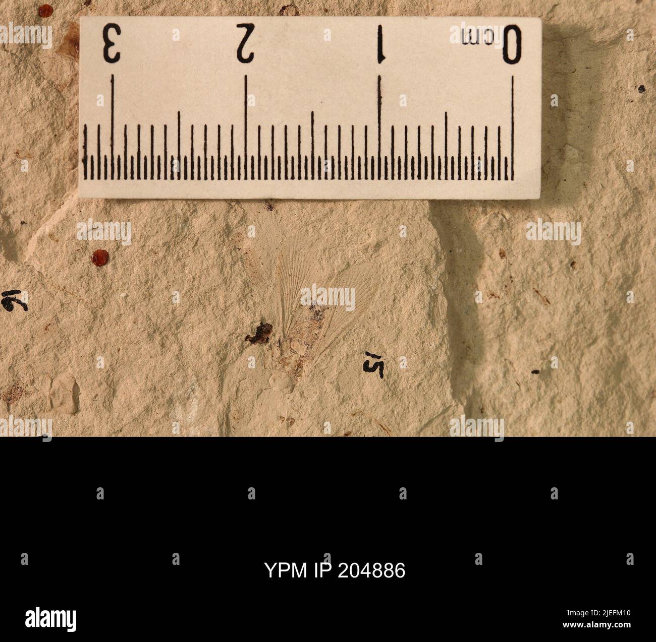 Order blattaria hi-res stock photography and images - Alamy