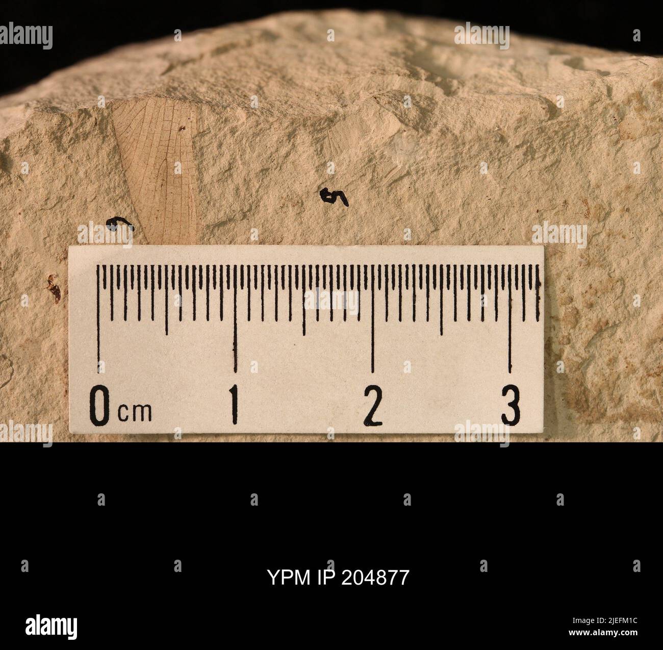 Order blattaria hi-res stock photography and images - Alamy