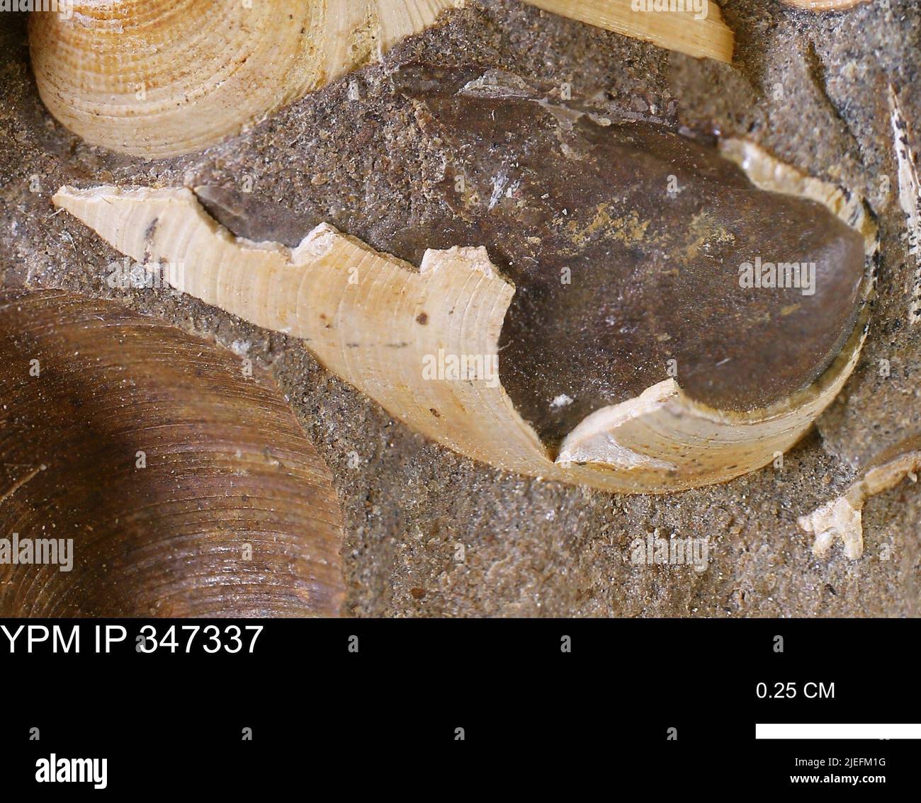 Undet bivalvia animalia hi-res stock photography and images - Alamy