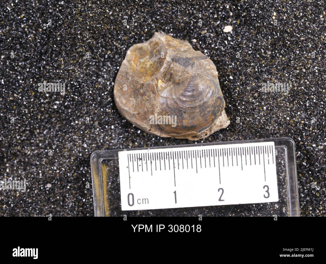 Inoceramus sp animalia hi-res stock photography and images - Alamy