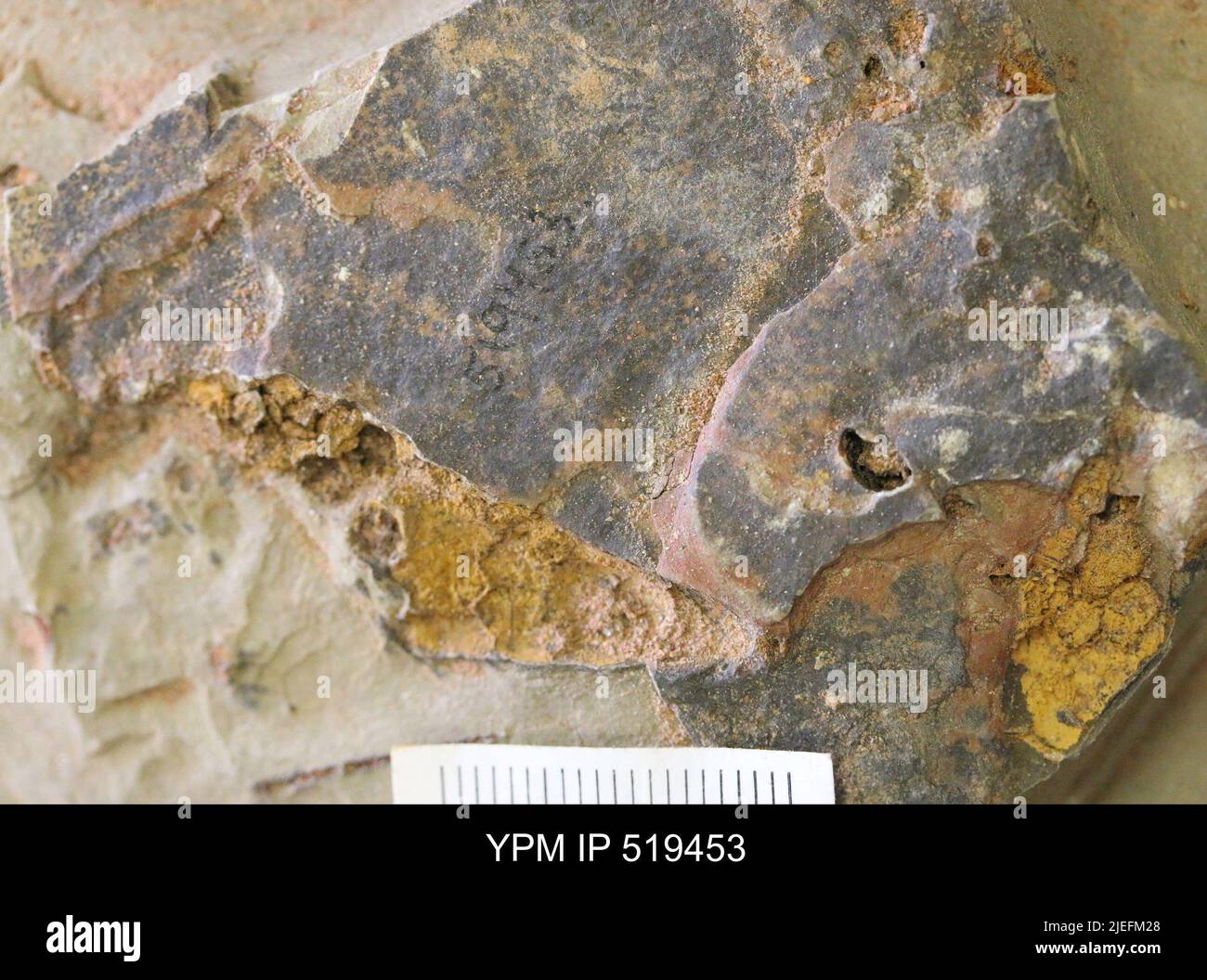 Eocrinoidea hi-res stock photography and images - Alamy