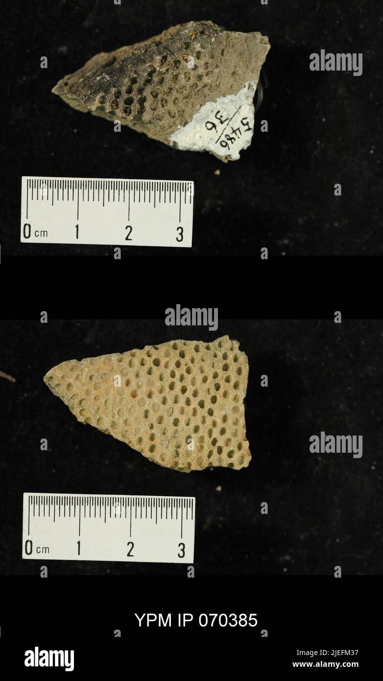 Heliolites spongiosus foerste hi-res stock photography and images - Alamy