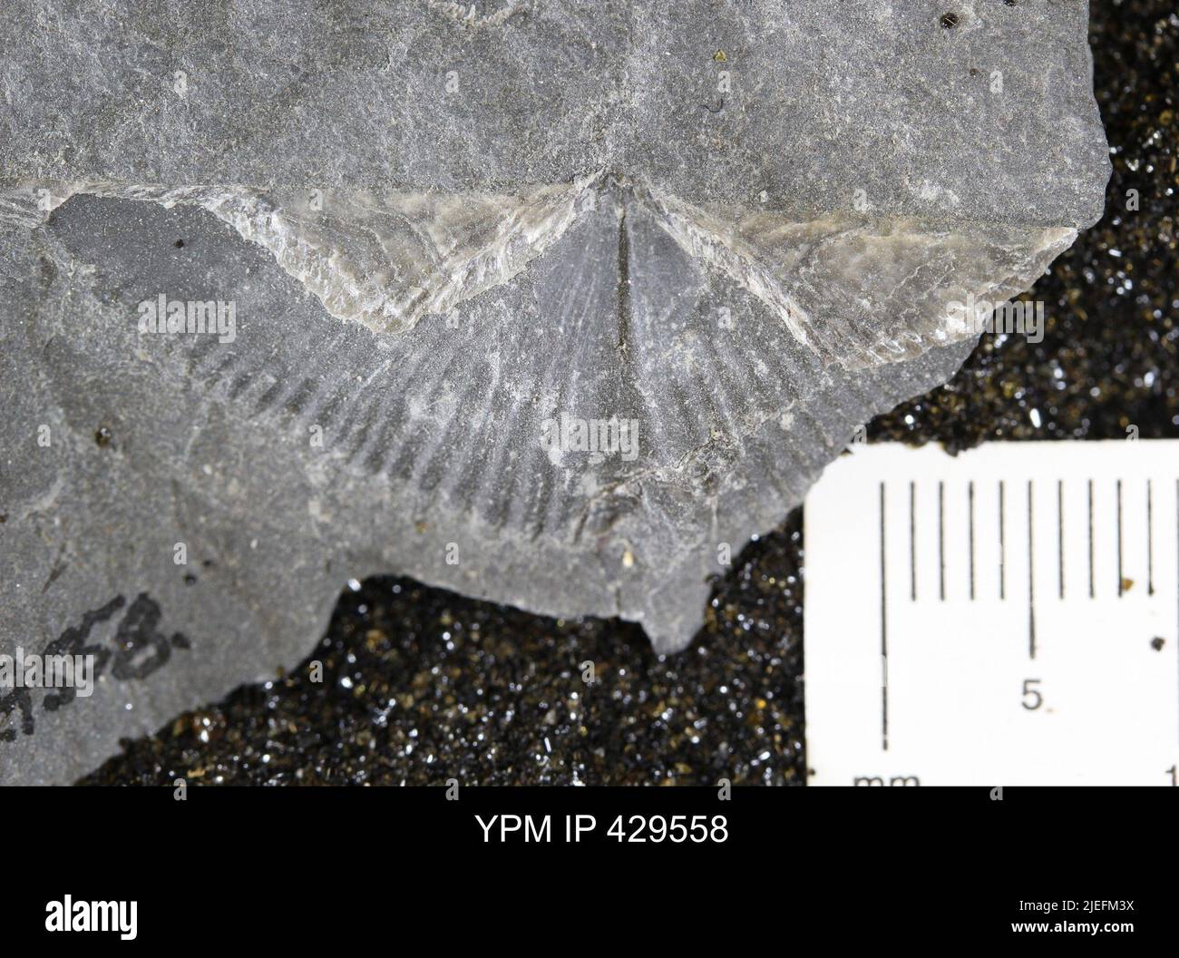 Mucrospirifer mucronatus animalia hi-res stock photography and images ...