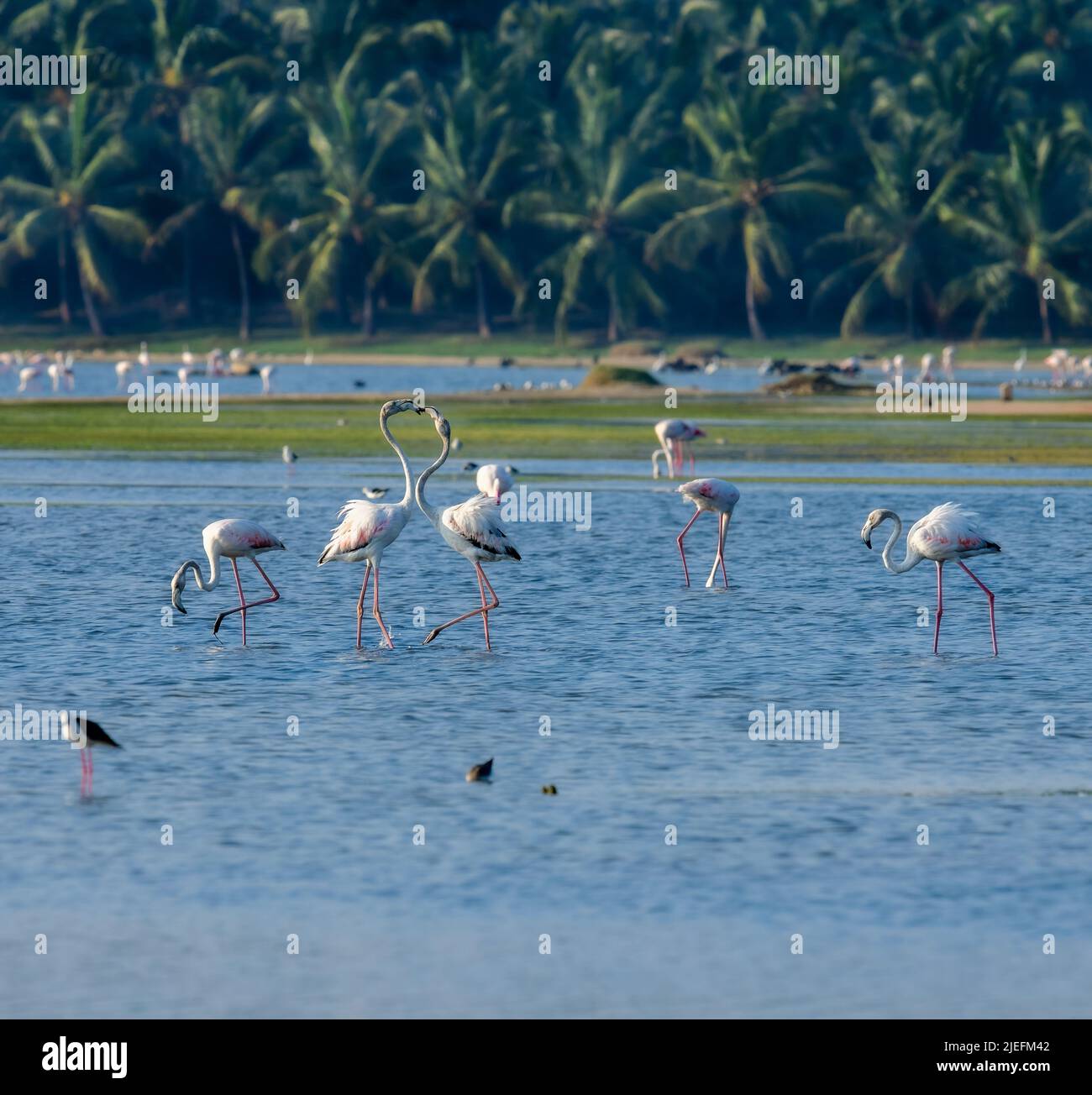 Bright pink and cacophonous, Frivolous foot work, flamboyance of ...