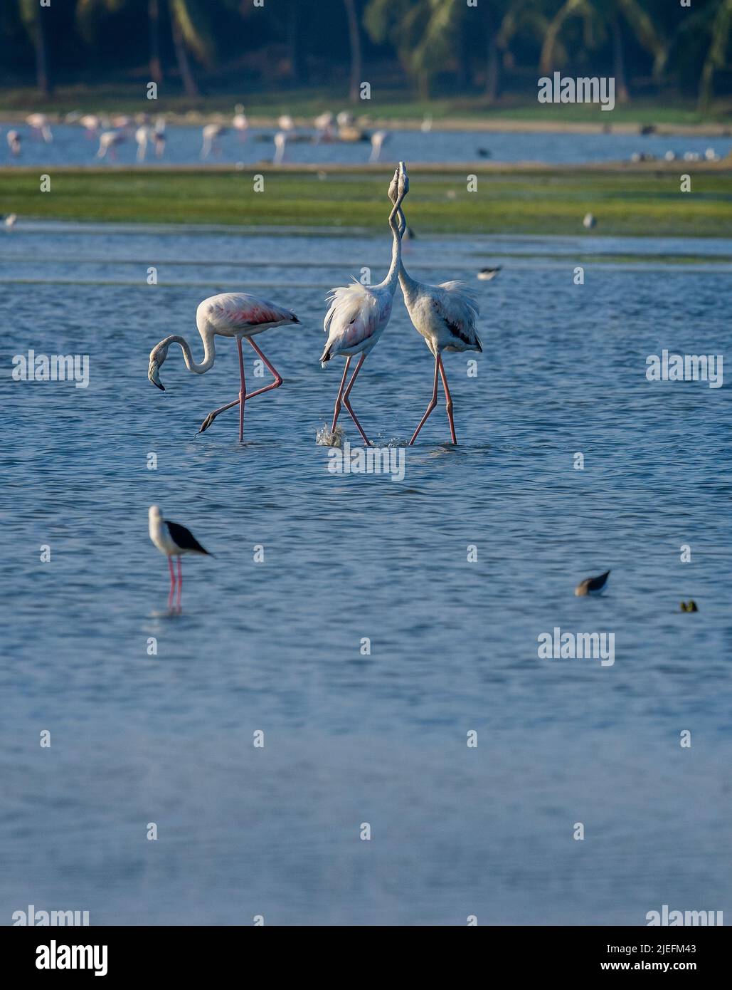 Bright pink and cacophonous, Frivolous foot work, flamboyance of ...