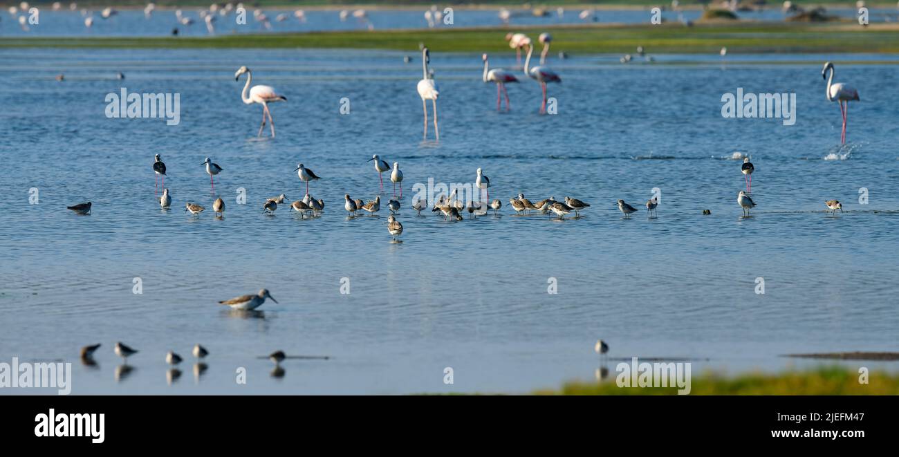 beautiful shots of wetland birds in natural habitat standing in water ...