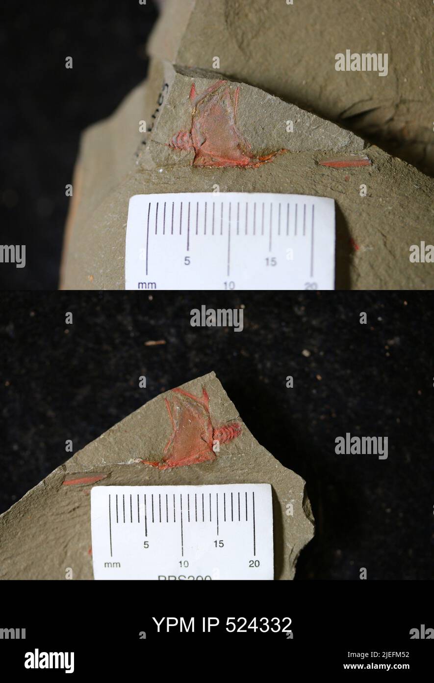 Cothurnocystis hi-res stock photography and images - Alamy