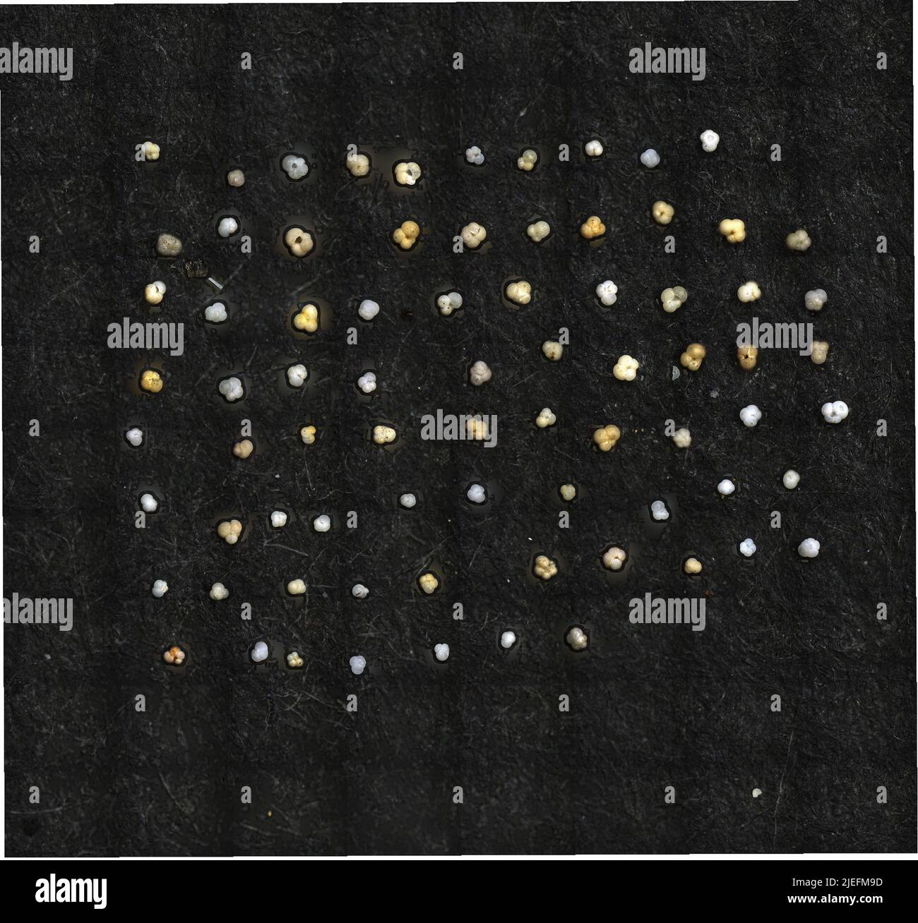 Foraminiferida fora hi-res stock photography and images - Alamy