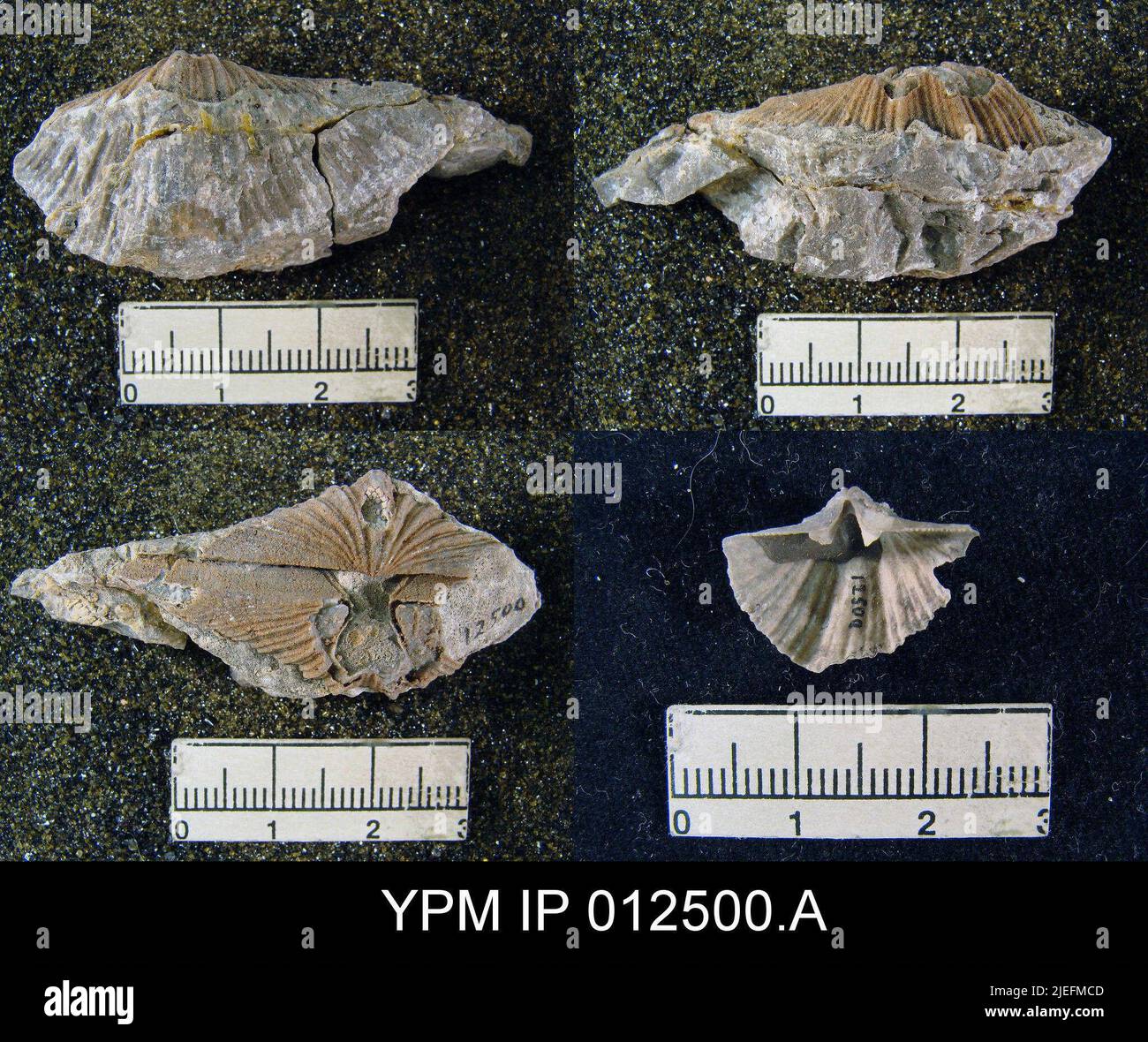 Spirifer neospirifer bakeri king hi-res stock photography and images ...