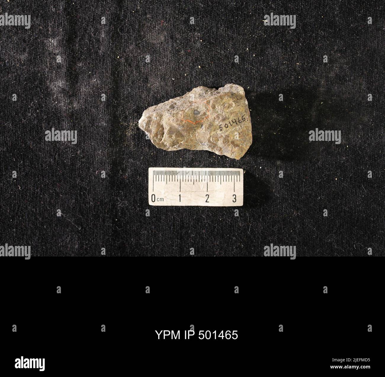 Lingula sp animalia hi-res stock photography and images - Alamy