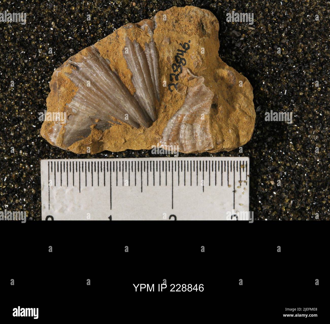 Neospirifer triplicatus Hall Stock Photo - Alamy