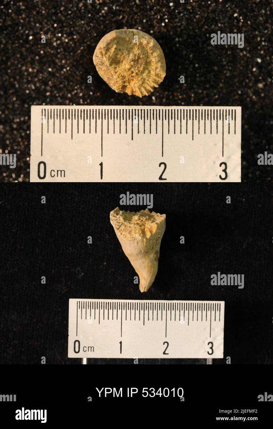 Rugosa coral hi-res stock photography and images - Alamy