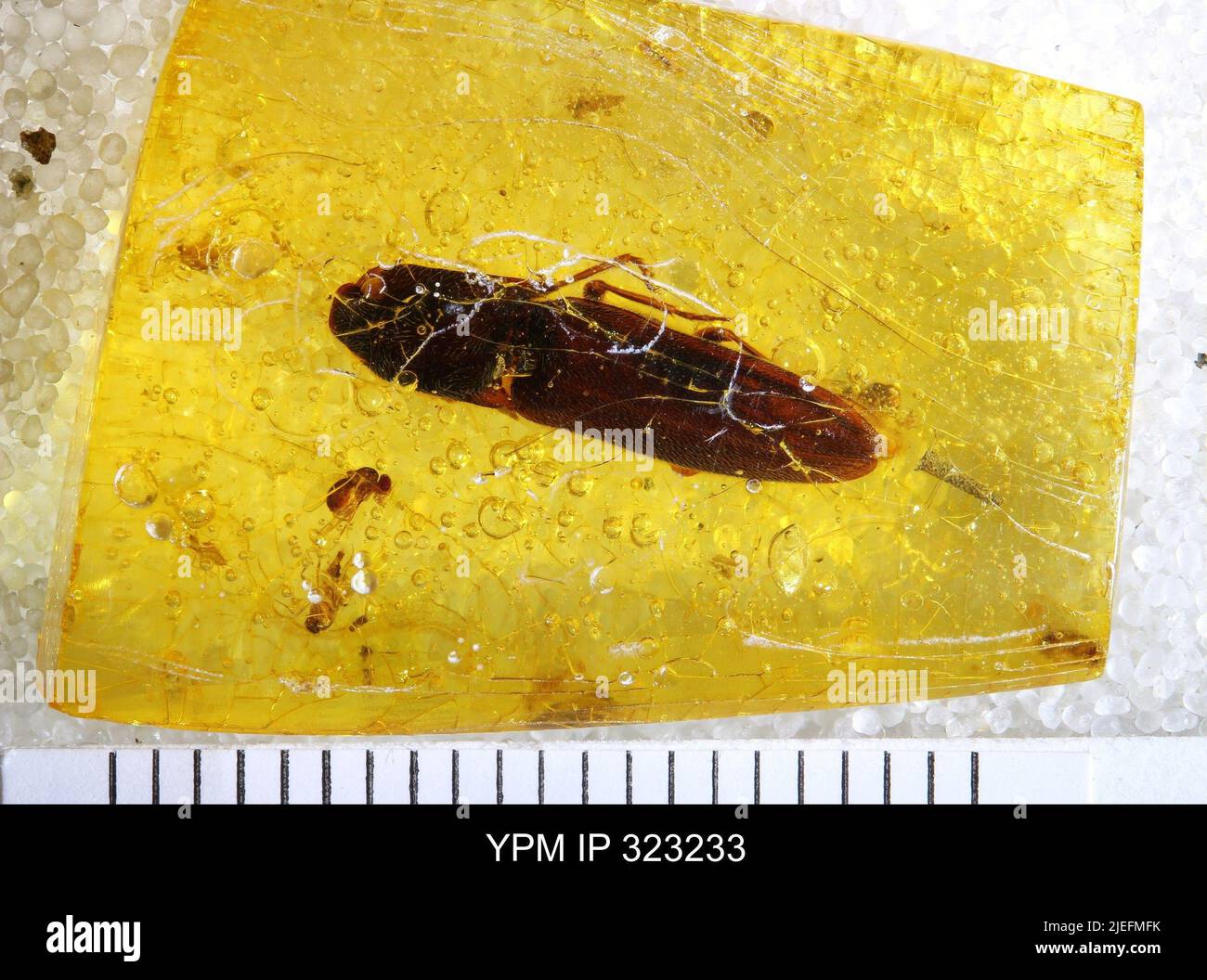 Pterygote insects hi-res stock photography and images - Alamy