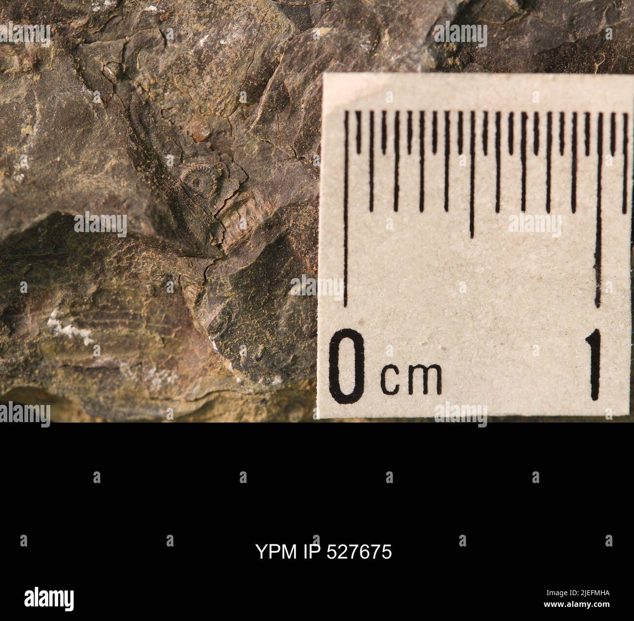 Pentremites hi-res stock photography and images - Alamy