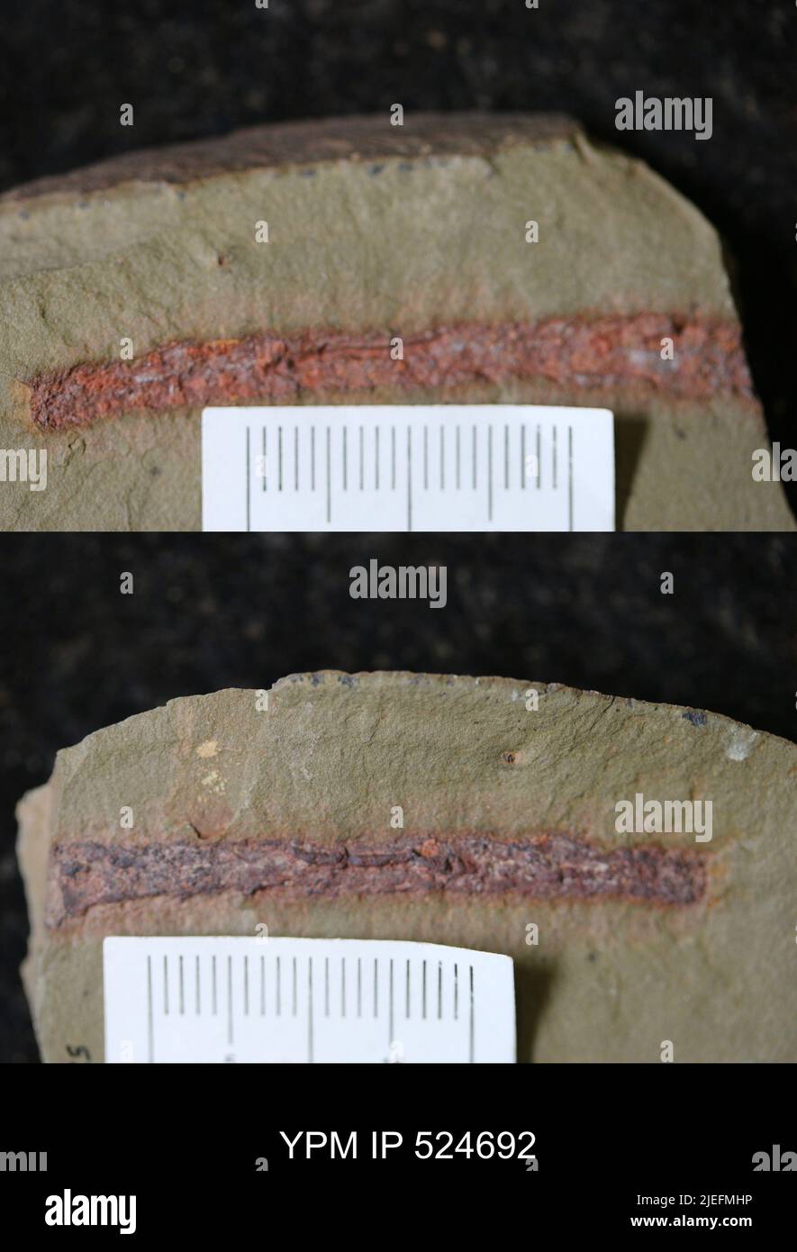 Undet ichnofossil ichnofossil ichnofossils hi-res stock photography and ...