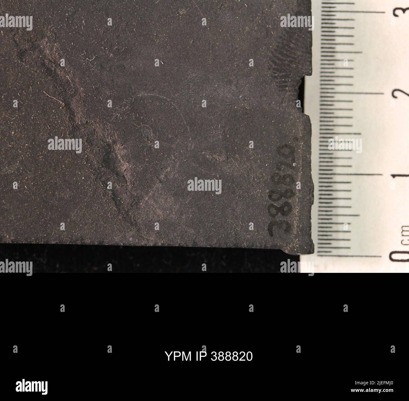 Family notonectidae hi-res stock photography and images - Alamy