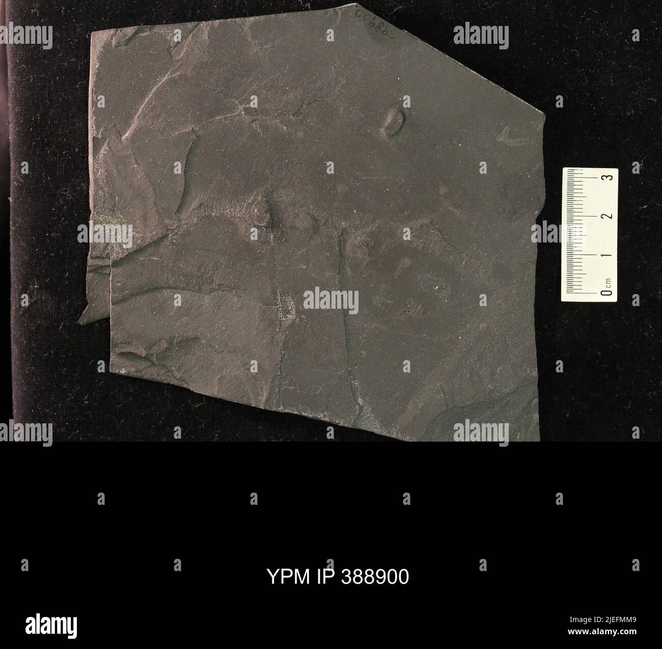 Phyllocarida hi-res stock photography and images - Alamy