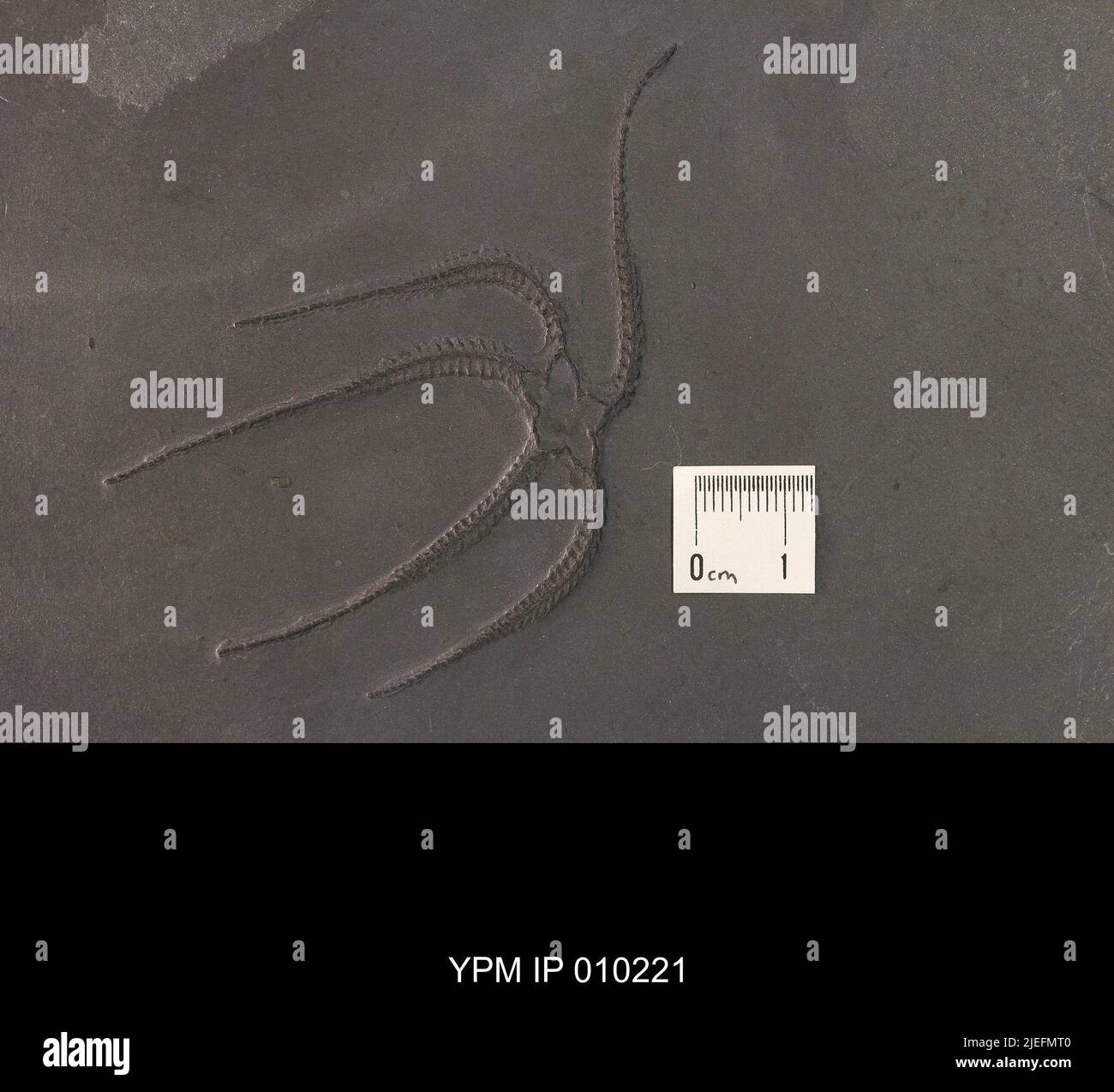 Furcaster palaeozoicus Sturtz Stock Photo - Alamy