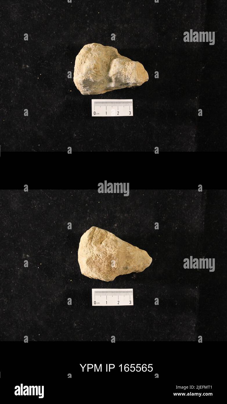 Spongia sp hi-res stock photography and images - Alamy