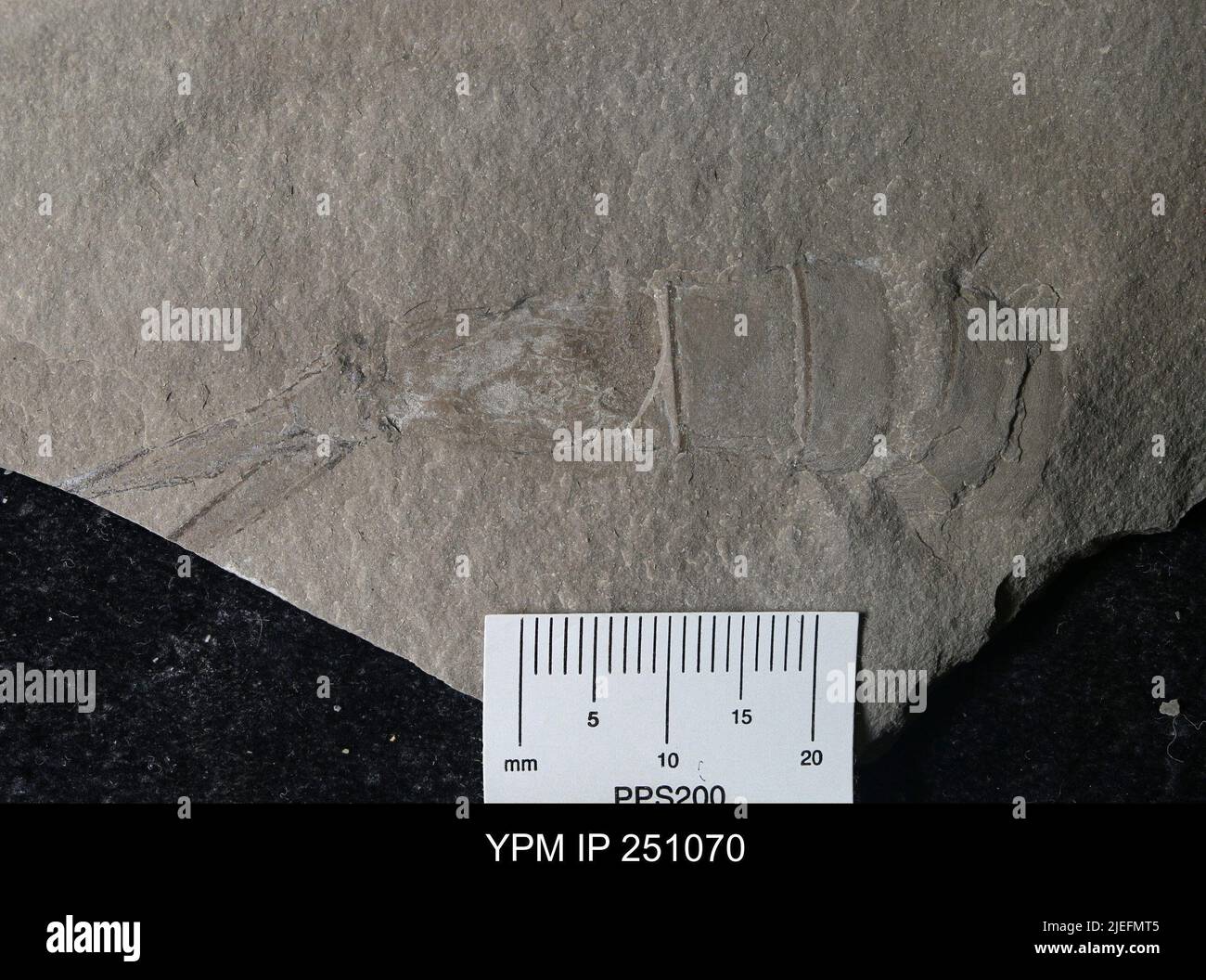 Phyllocarida hi-res stock photography and images - Alamy