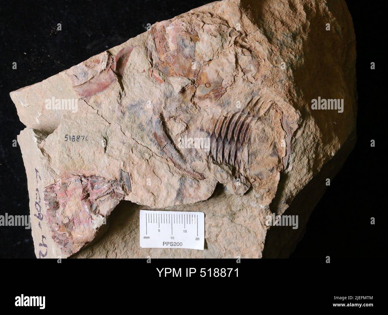 Asaphidae hi-res stock photography and images - Alamy