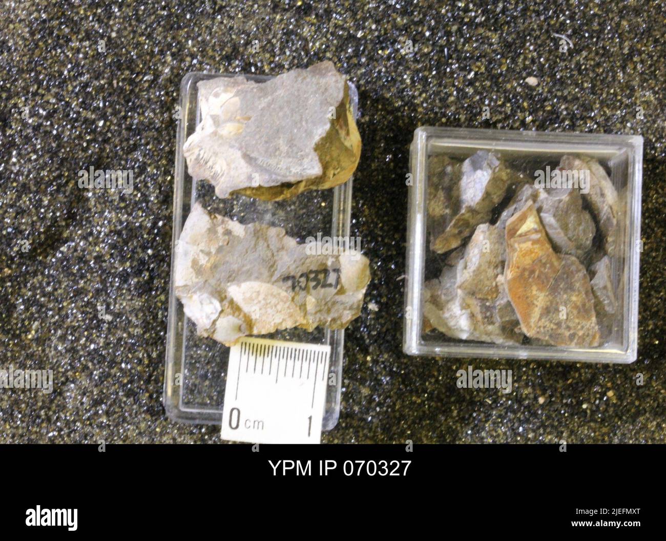 Sphenodiscus hi-res stock photography and images - Alamy