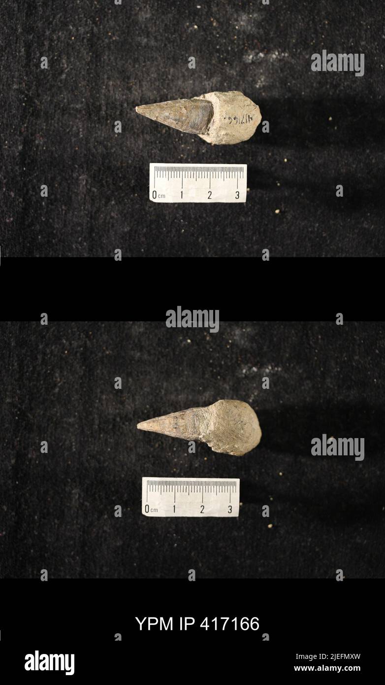 Conularia crustula White, 1880 Stock Photo - Alamy