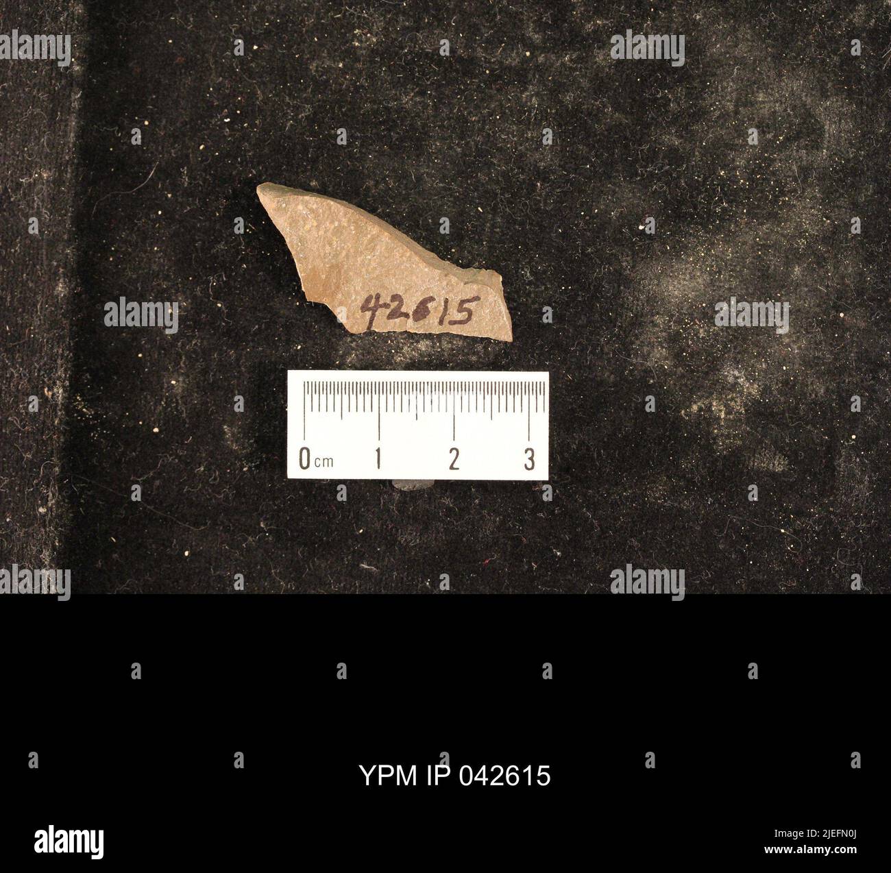 Evolutionary taxonomy hi-res stock photography and images - Alamy