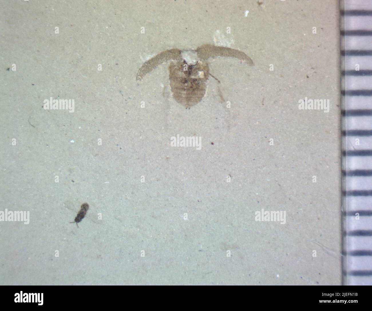 Insect classification system hi-res stock photography and images - Alamy