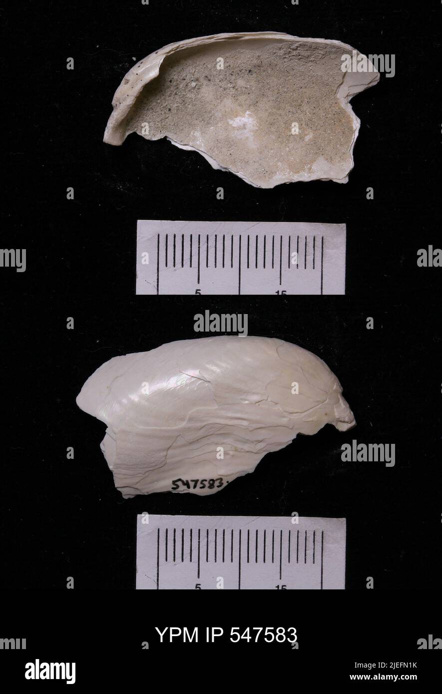 Modiola modiolus (Linnaeus, 1758 Stock Photo - Alamy