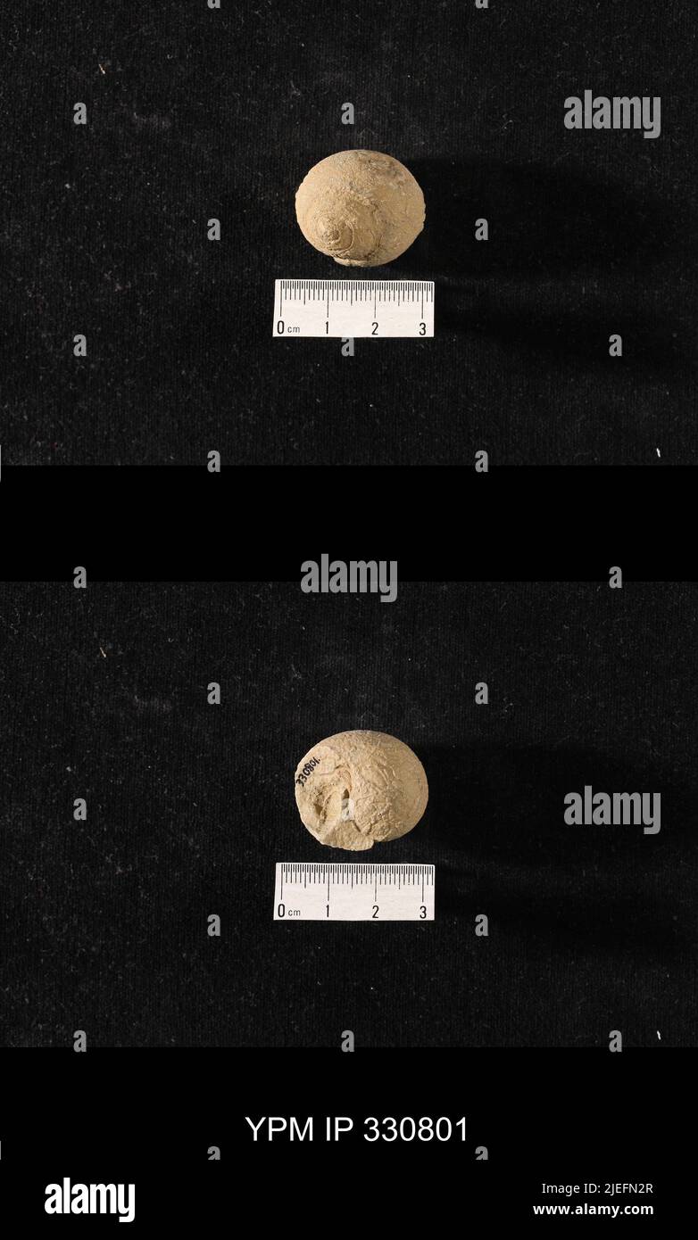 Primigenia hi-res stock photography and images - Alamy