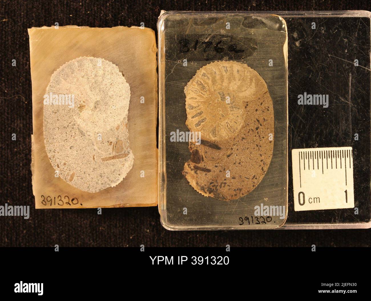 Scaphites whitfieldi hi-res stock photography and images - Alamy