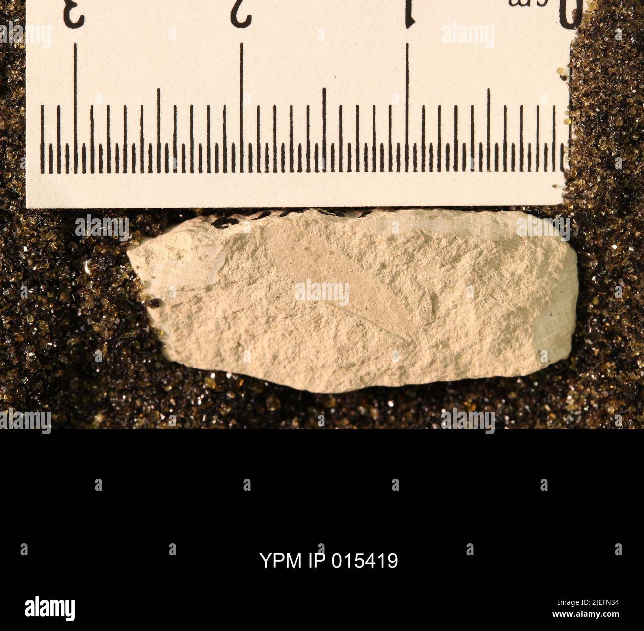 Probnis speciosa Sellards. IPC.01784: Kansas. Dickinson County. near ...