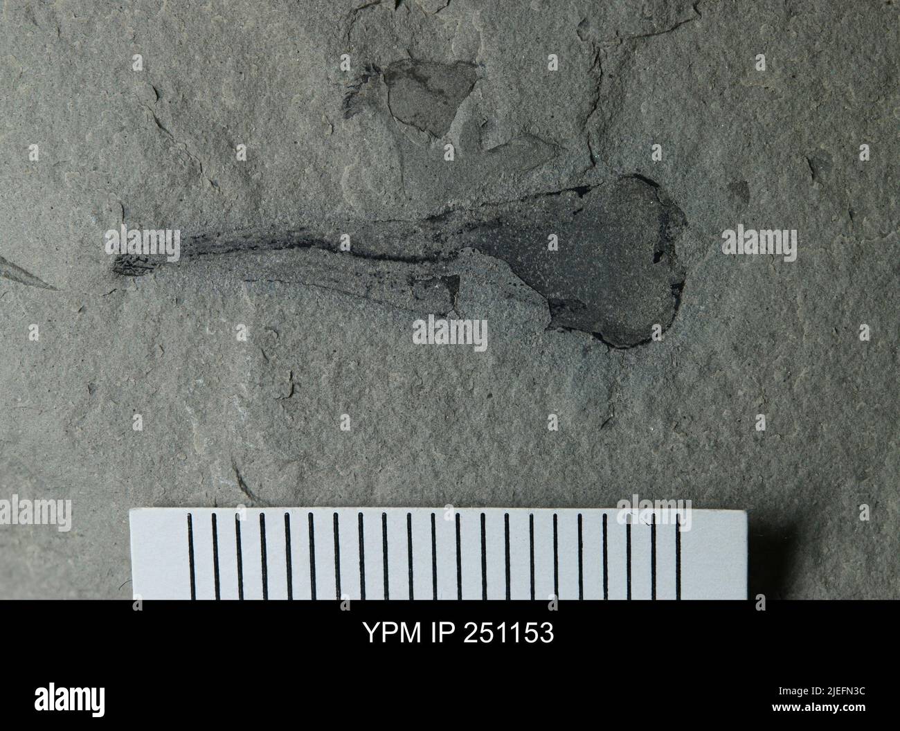 Cooksonia plants hi-res stock photography and images - Alamy