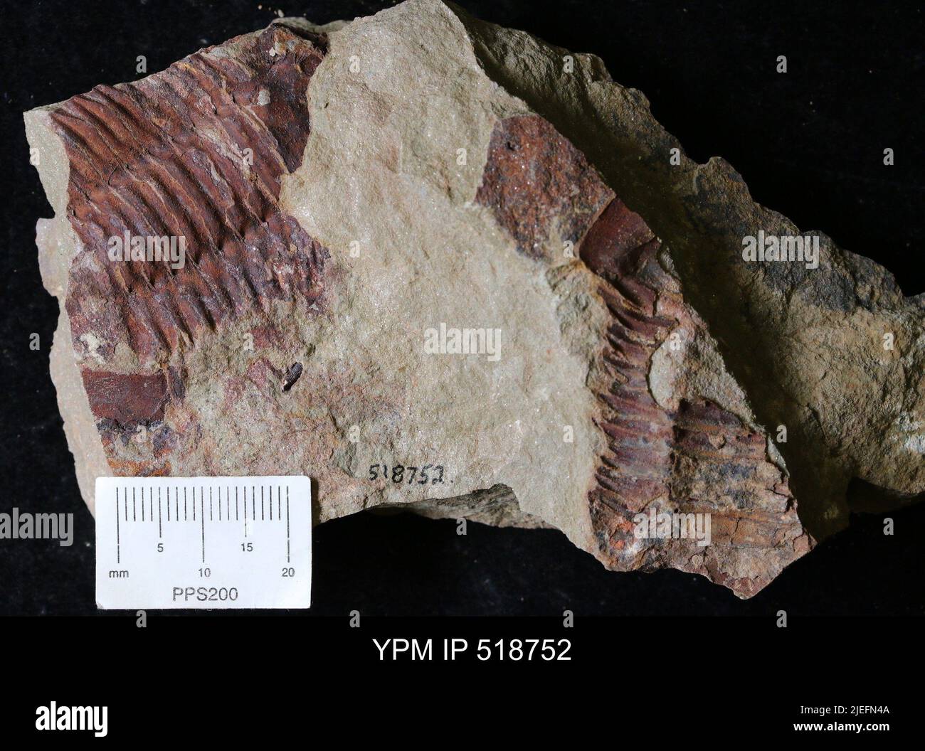 Asaphidae hi-res stock photography and images - Alamy