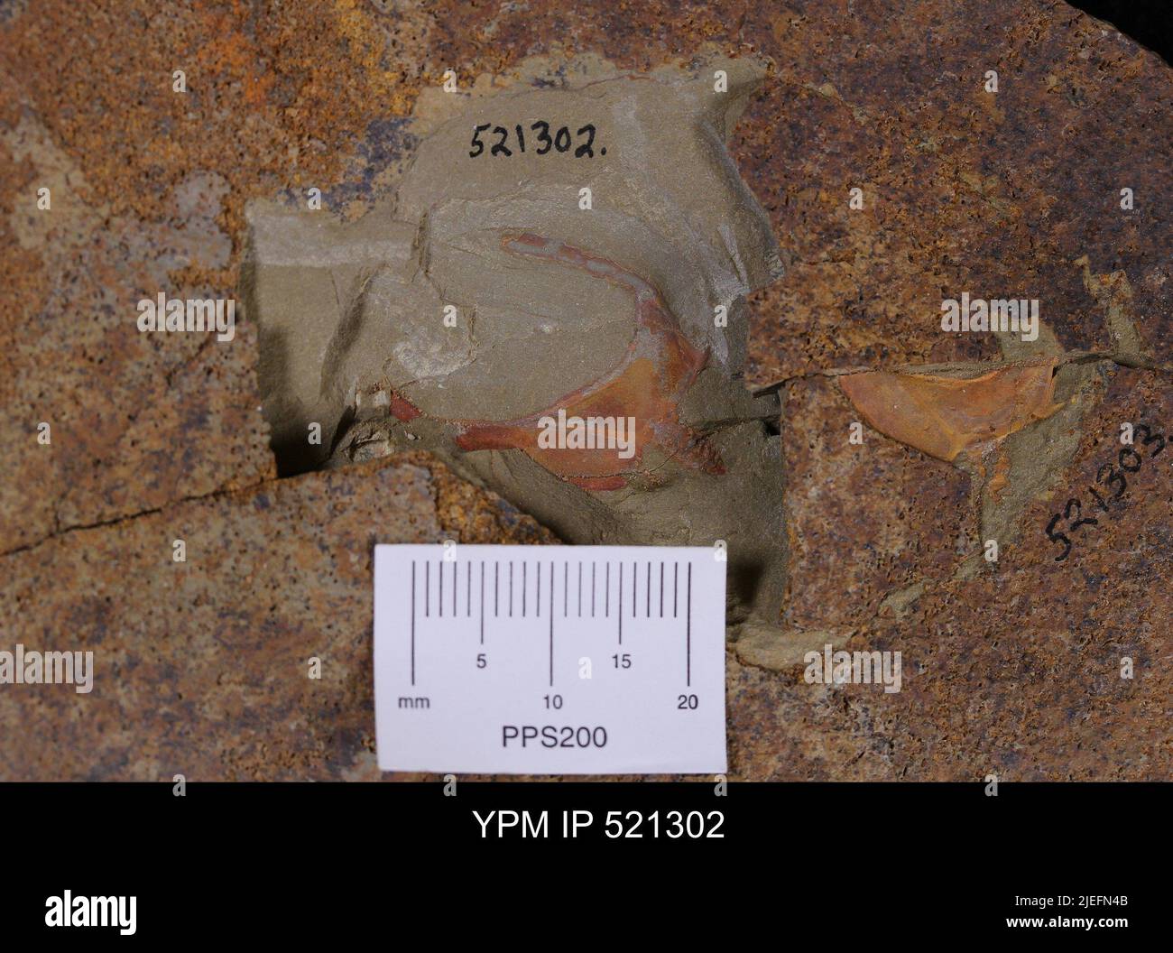 Cothurnocystis hi-res stock photography and images - Alamy