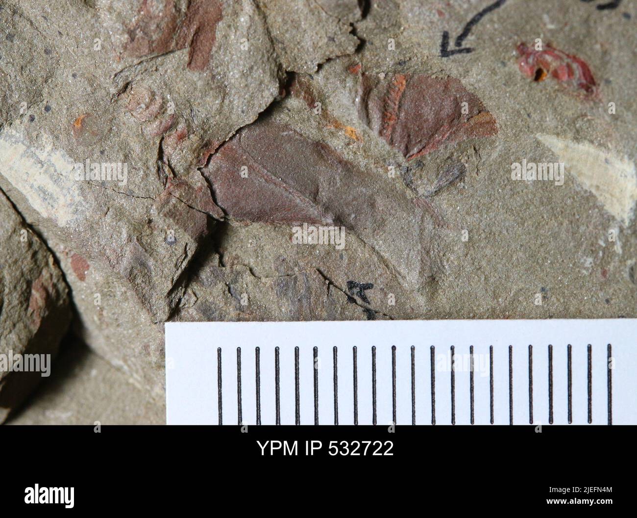 Cothurnocystis hi-res stock photography and images - Alamy