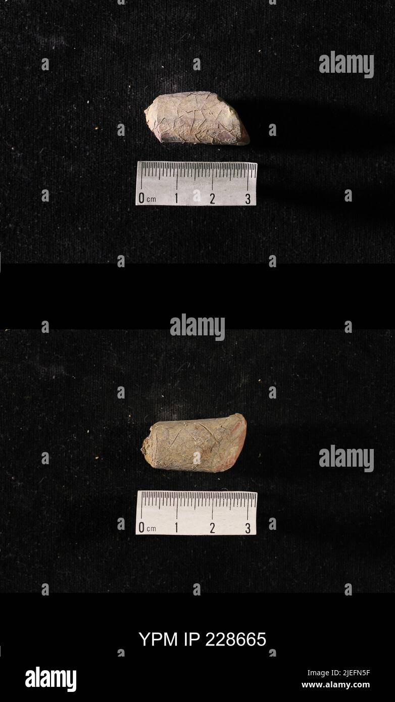 Orthoceras sp animalia hi-res stock photography and images - Alamy