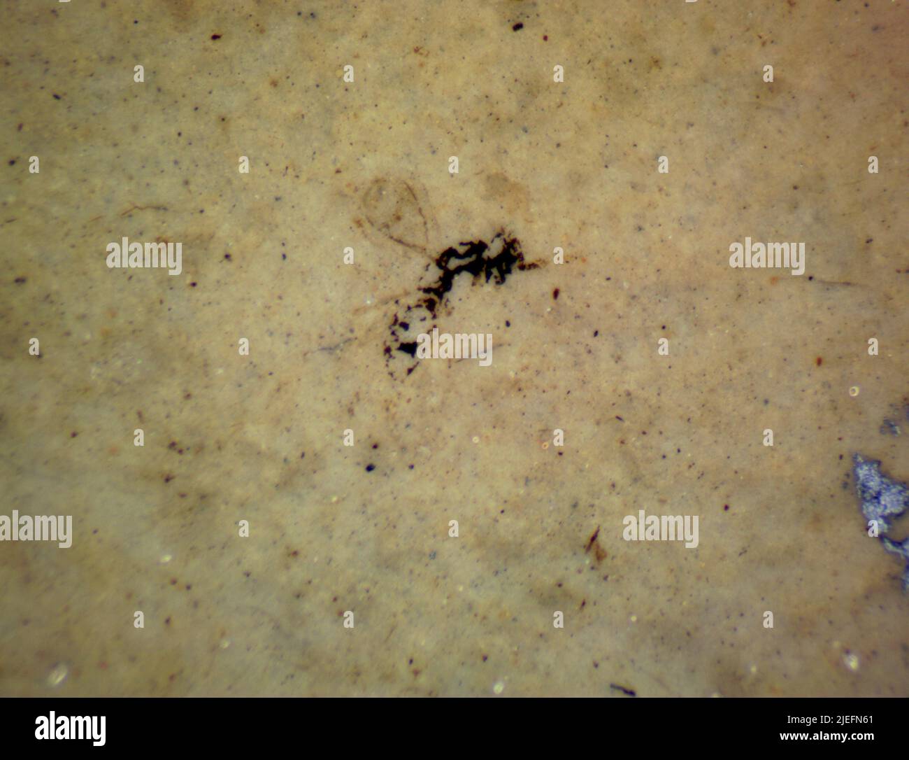 Undet pterygota animalia hi-res stock photography and images - Alamy